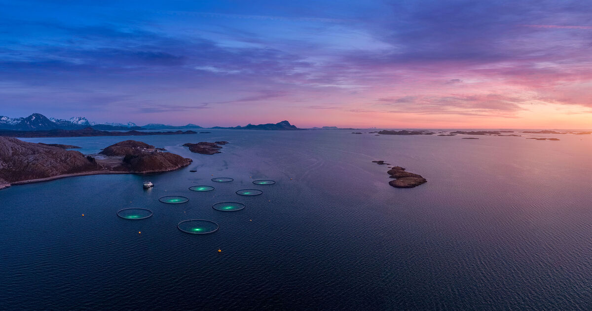 Den unike torsken | Fotografering for Norcod | Inbovi